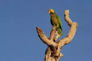 Yellow-bellied Amazon (Alipiopsitta xanthops)