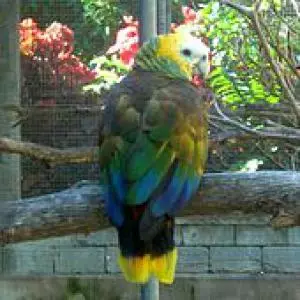 Royal Amazon (Amazona guildingii)