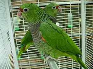 Amazon inayonyonyesha divai (Amazona vinacea)