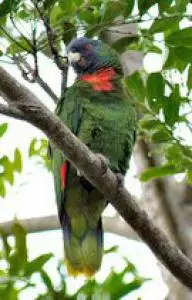 Amazon na-acha ọbara ọbara (Amazona arausiaca)