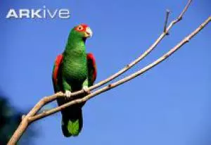 Розкішний амазон (Amazona pretrei)