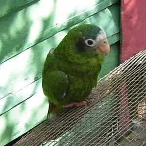 Amazon nwere ntị ojii (Amazona ventralis)