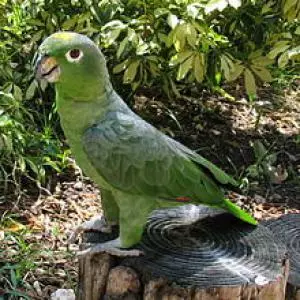 अमेजन मुलर (Amazona farinosa)