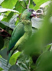 Jamaikaanske swarte bill Amazon (Amazona agilis)