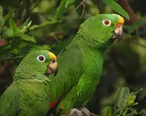 ಸುರಿನಾಮೀಸ್ ಅಮೆಜಾನ್ (ಅಮೆzೋನಾ ಒಕ್ರೋಸೆಫಾಲಾ)