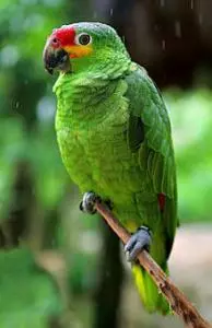 Sarı yüzlü Amazon (Amazona Autumnalis)