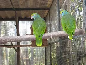 Amazon yang ditagih biru (Amazona dufresniana)