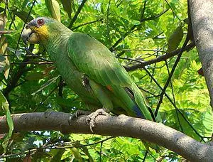 ဗင်နီဇွဲလားအမေဇုန် (Amazona amazonica)