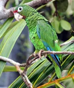 الأمازون البورتوريكي (Amazona vittata)