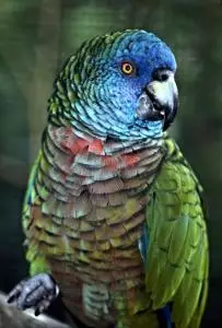 الأمازون أزرق الوجه (Amazona versicolor)