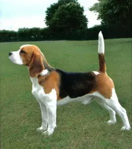English beagle