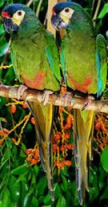 macaw ທີ່ສະ ໜັບ ສະ ໜູນ ໂດຍສີແດງ (Ara maracana) -