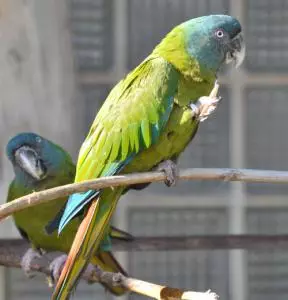 Macaw buurta (Ara couloni)