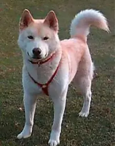 Pórtha móra madraí - Ainu (Hokkaido Inu, Ainu Ken, madra Hokkaido, Hokkaido)