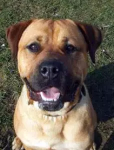 Mastiff Béarla (Old English Mastiff)