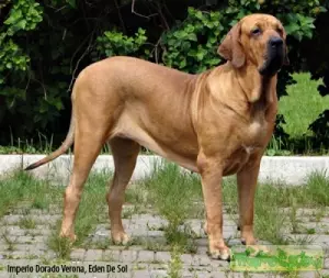 UFila brasileiro