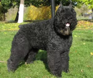 Bouvier of Flanders (Bouvier de Flandre ، كلب قطيع بلجيكي)