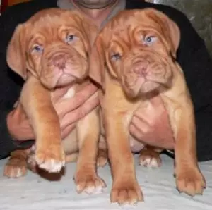 Mastiff frantsesa (Dogue de Bordeaux)