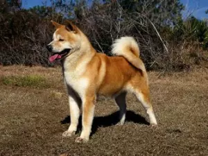 Hokkaido (Hokkaido Inu, imbwa ya Hokkaido, Ainu, Ainu-ken)