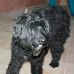 Black Terrier (Black Terrier Errusia)