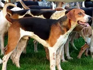 Foxhound الإنجليزية (Foxhound ، American Foxhound)