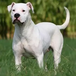 Dogo Argentino (Mastiff na hAirgintíne, Dogo Argentino)