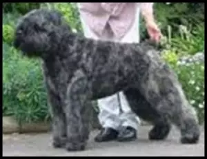 I-Bouvier Ardennes (Bouvier des Ardennes)