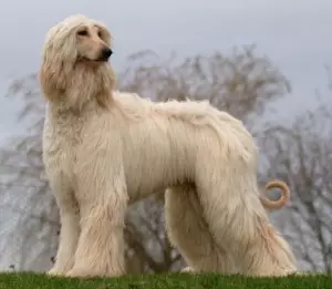 Afghan Hound (afganès)