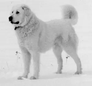 Izinhlobo ezinkulu zezinja - Akbash (Anatolian Shepherd Dog)