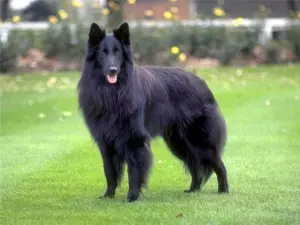 Belgikako groenendael