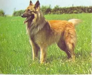 tervuren البلجيكي