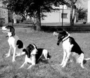 Saber bernès (berner laufhund, laufhund suís)