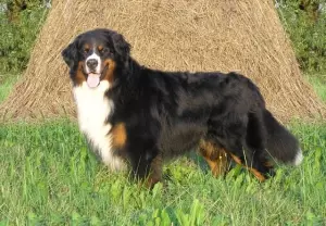 Imbwa y'inka y'umusozi wa Bernese (Bernese Mountain Mountain)