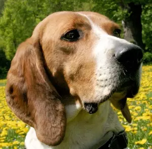 Beagle harrier