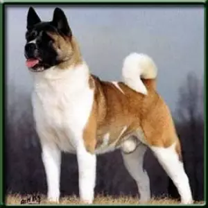 Madra mór Seapánach (BYAS, American Akita)