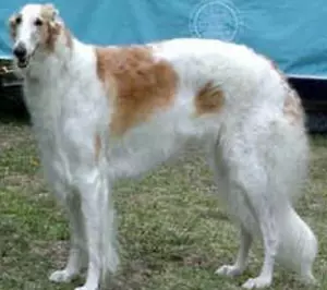 IGreyhound (i-Russian greyhound yokuzingela, i-Russian wolfhound)