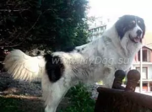 I-Bosnian Tornjak (Tornjak, Bosne-Herzegovina Sheepdog)