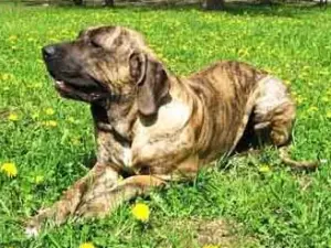 I-Brazilian Fila (Fila Brasileiro, waseBrazil Mastiff)