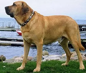 I-Broholmer (i-broholmer yaseDenmark, i-Danish mastiff, i-slugterhund)