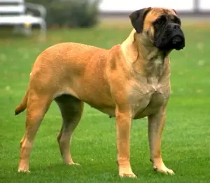 Bulmastiff