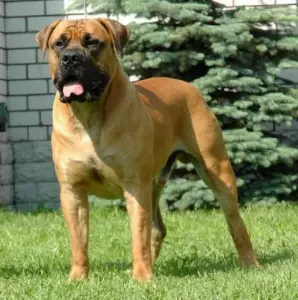 IBoerboel