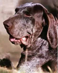 Madra Lonnú Burgos (Madra Lonnú Burgos, Madra Dírithe Spáinneach, Leid Burgos)