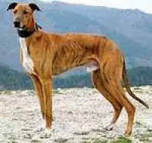 I-Hungarian Greyhound (Magyar Agar)