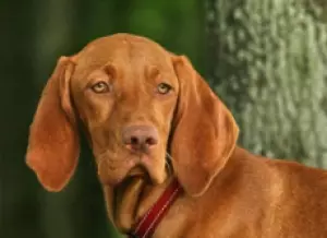 Vizsla Ungáiris (Vyzhla, Madra Pointí Scortha Ungáiris)