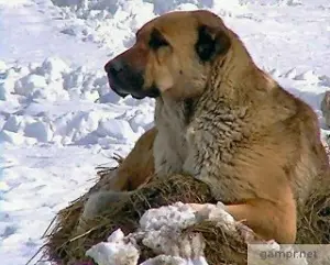 Gampr (Armenian gampr, Armenian wolfhound)