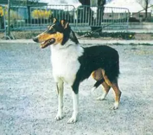 Smooth Collie (Collie ilea)