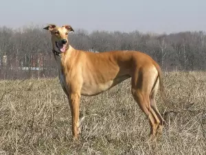 Greyhound (Icyongereza greyhound)