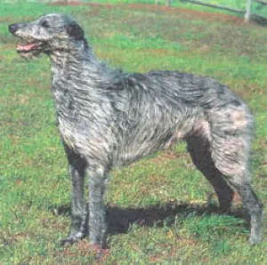 Deerhound (سکاټلینډ Deer Greyhound ، Deerhund)