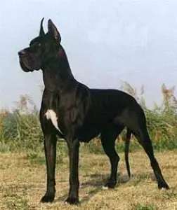 Great Dane