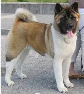 Izinja Ezinkulu - American Akita (Akita Matagi noma Inja Enkulu yaseJapan)